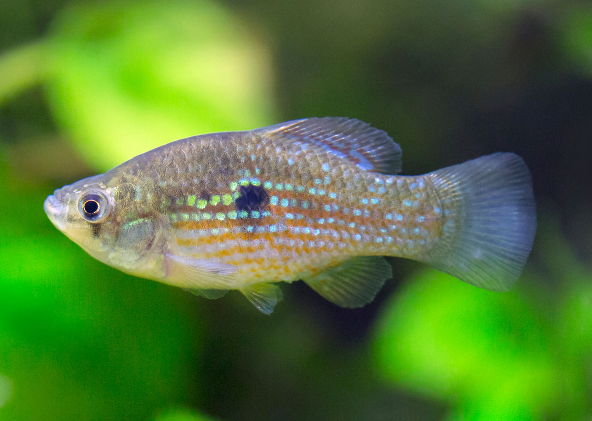 American Flag Fish (Jordanella floridae )| Finchville Aquatics