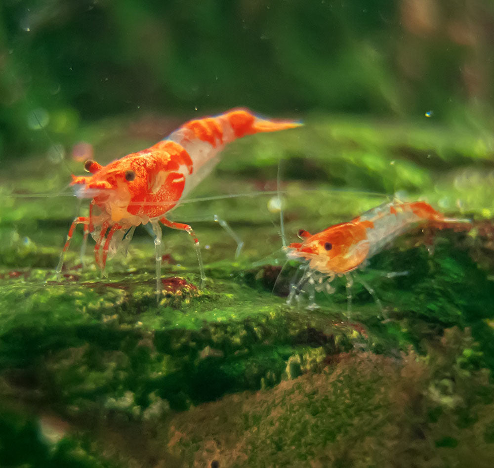 Orange Rili Shrimp (Neocaridina Davidi)| Finchville Aquatics