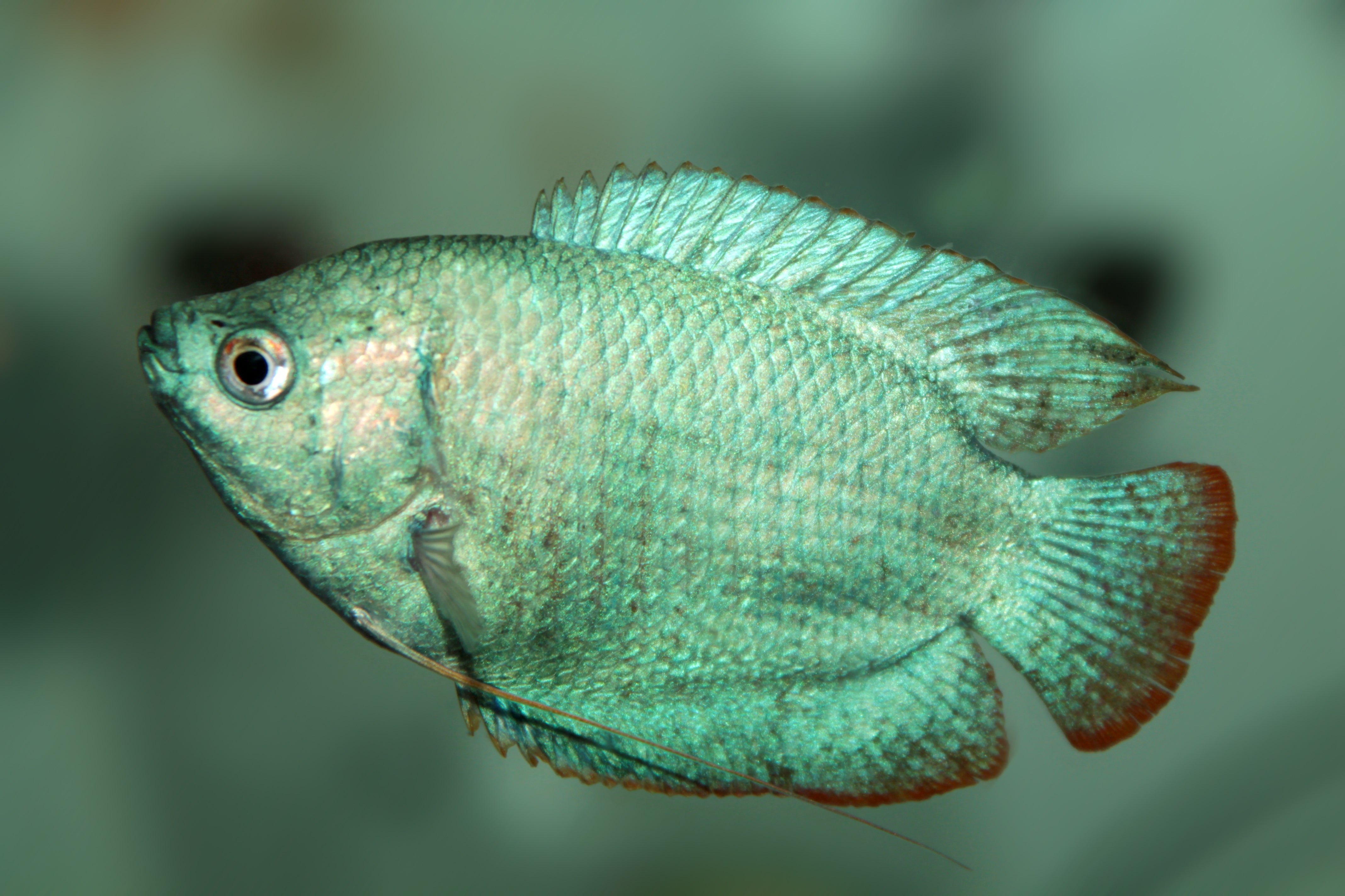 Female Dwarf Gourami With Eggs