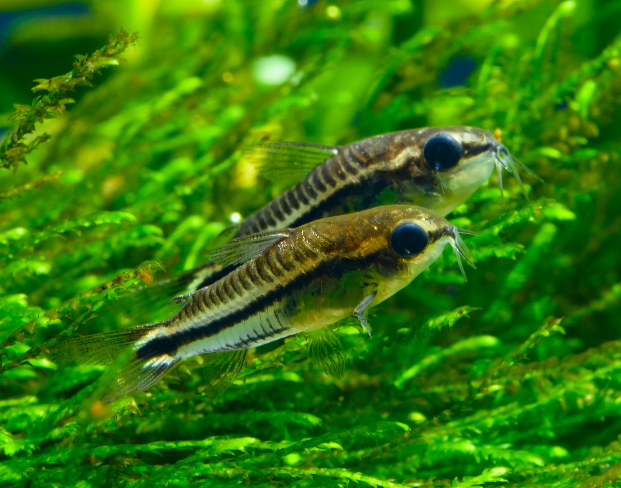 Pygmy Pygmaeus Cory Catfish (Corydoras pygmaeus)| Finchville Aquatics