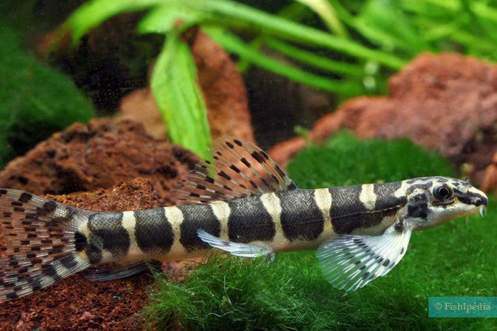 Eight Banded Loach (Serpenticobitis octozona)| Finchville Aquatics