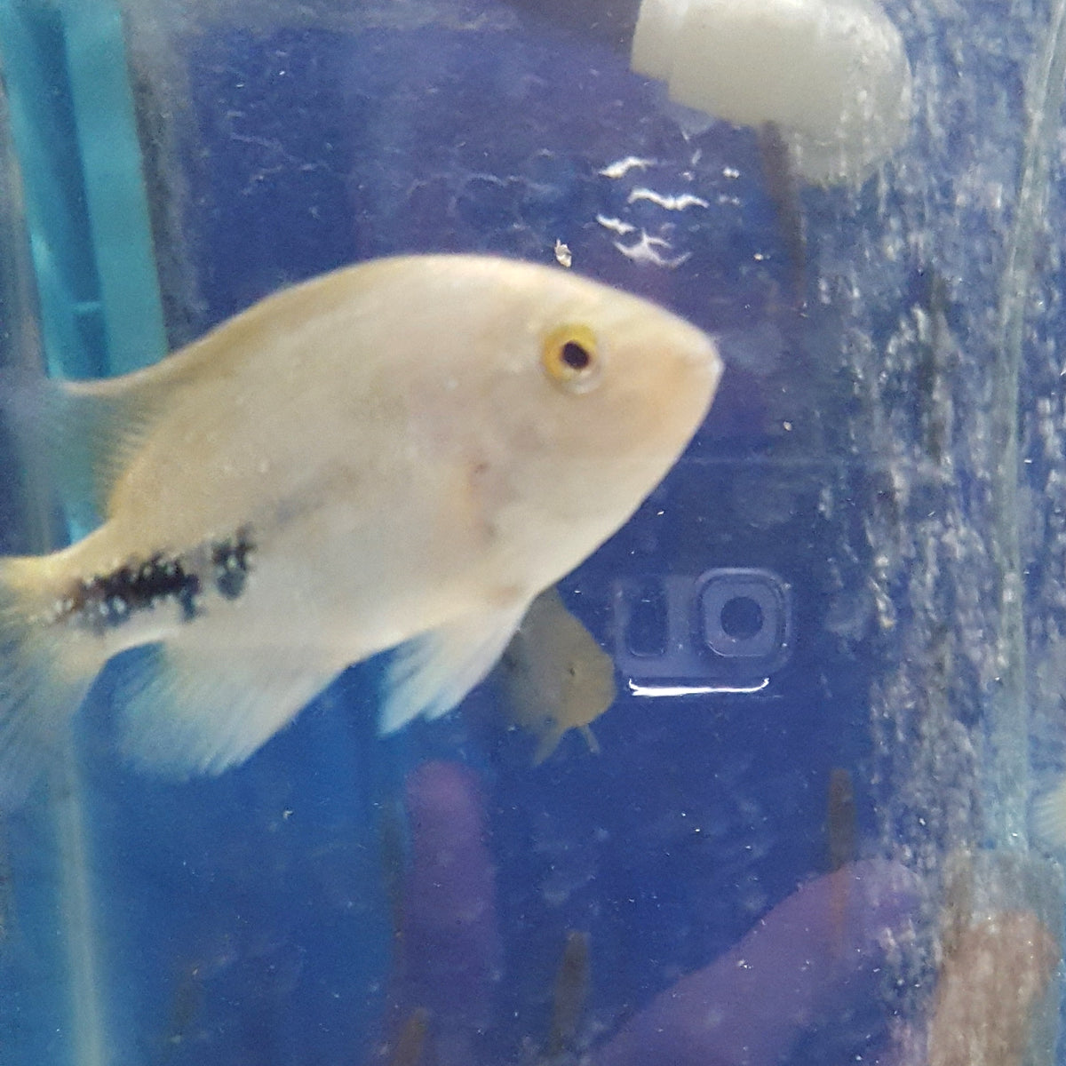 "Synspilum" Cichlid (Vieja melanura)| Finchville Aquatics